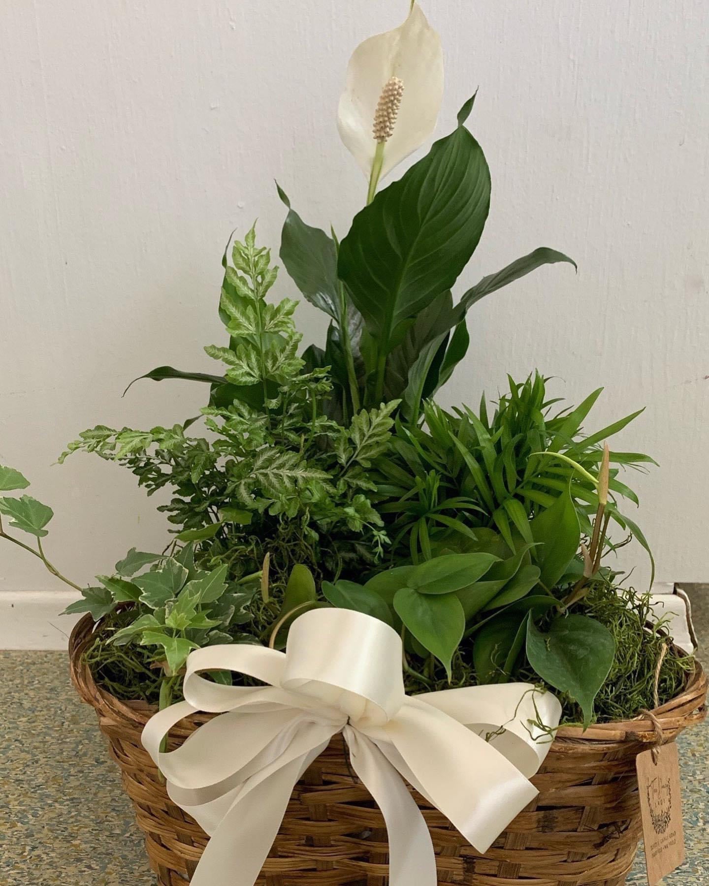 Live Plant Basket | The Daisy Lady